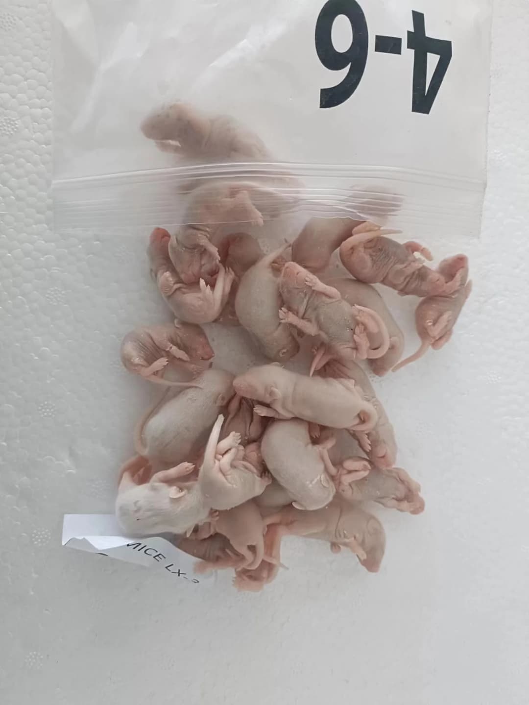 Frozen Specialty Prey Packs for Snakes — UK Buying Guide & Best Buys 2026