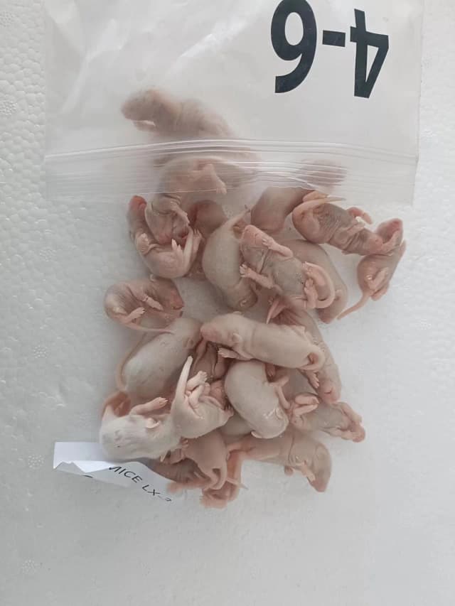 Frozen Specialty Prey Packs for Snakes — UK Buying Guide & Best Buys 2026