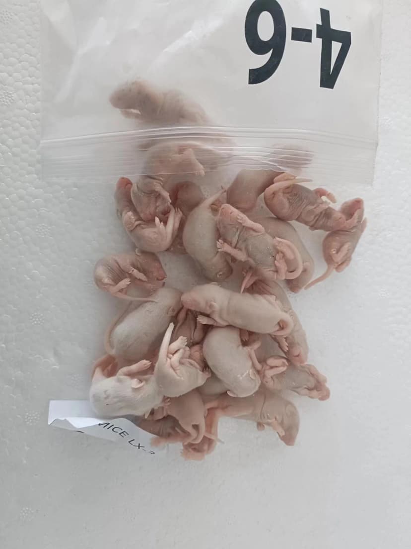 Frozen Specialty Prey Packs for Snakes — UK Buying Guide & Best Buys 2026